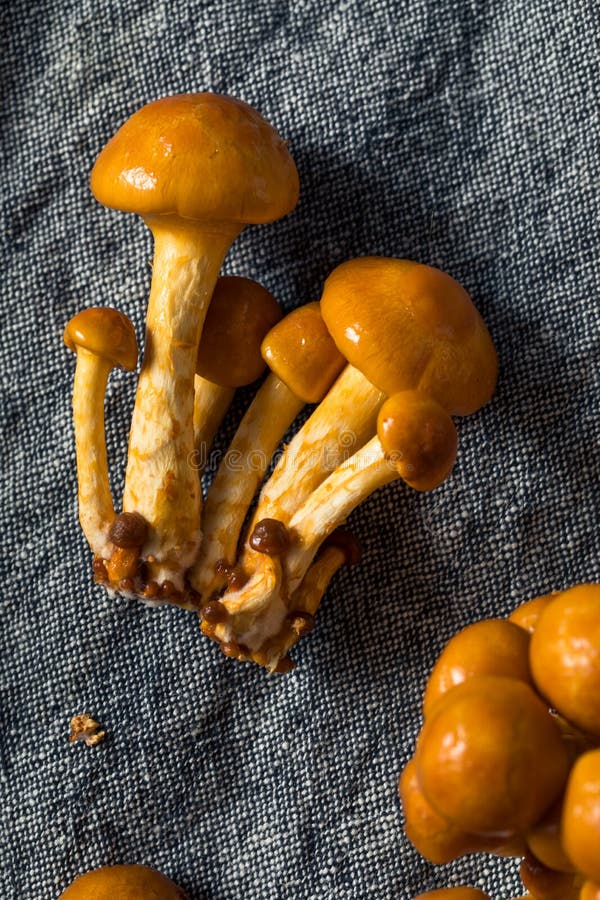 Raw Organic Japanese Nameko Mushrooms Stock Photo - Image of vegetables ...