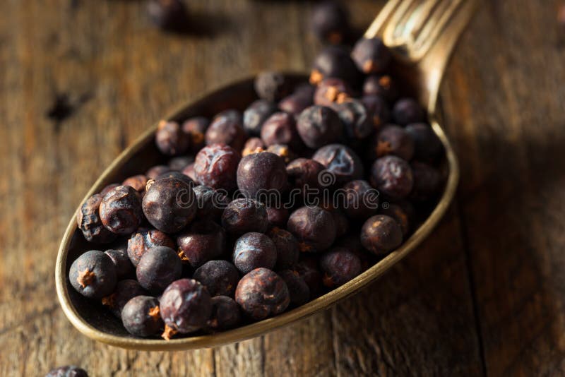 Raw Organic Juniper Berries Stock Photo - Image of conifer, autumn ...