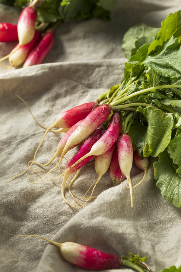 Raw Organic Long Breakfast Radishes Stock Photo - Image of bundle ...
