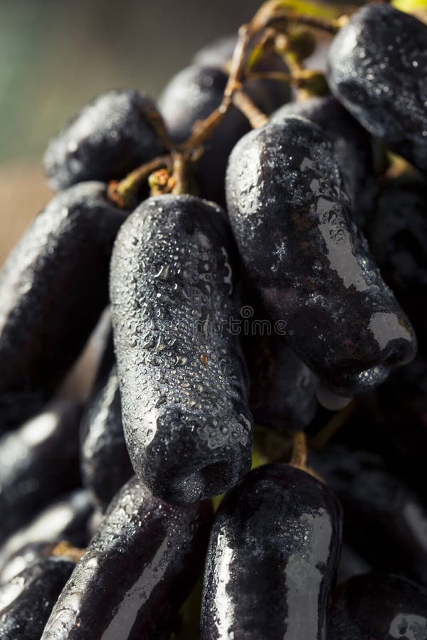 Raw Organic Long Purple Grapes Stock Image - Image of dessert, juicy ...