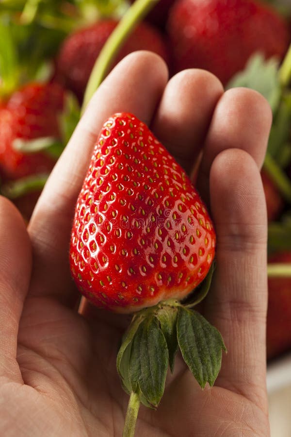 Raw Organic Long Stem Strawberries Stock Photo - Image of delicious ...