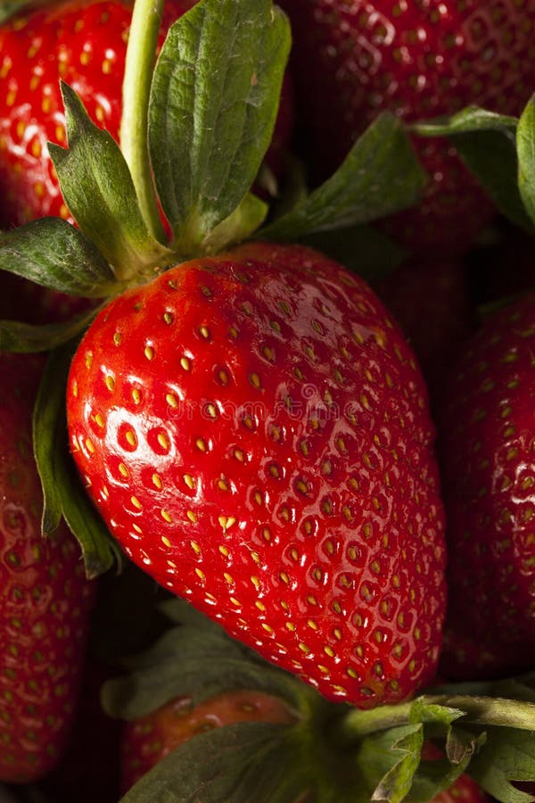 Raw Organic Long Stem Strawberries Stock Image - Image of edible, leaf ...