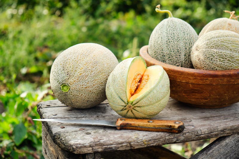 Raw organic melons stock image. Image of nutrition, muskmelon - 158540087