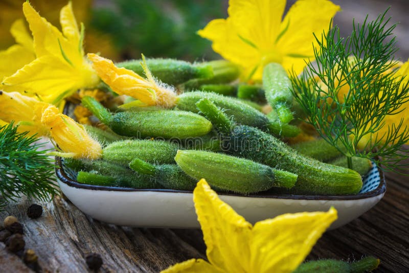 Raw Organic Mini Cucumbers stock photo. Image of diet - 73552392