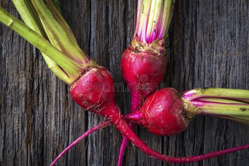 Raw Organic Miniature Red Candy Stripe Beets Stock Image - Image of ...