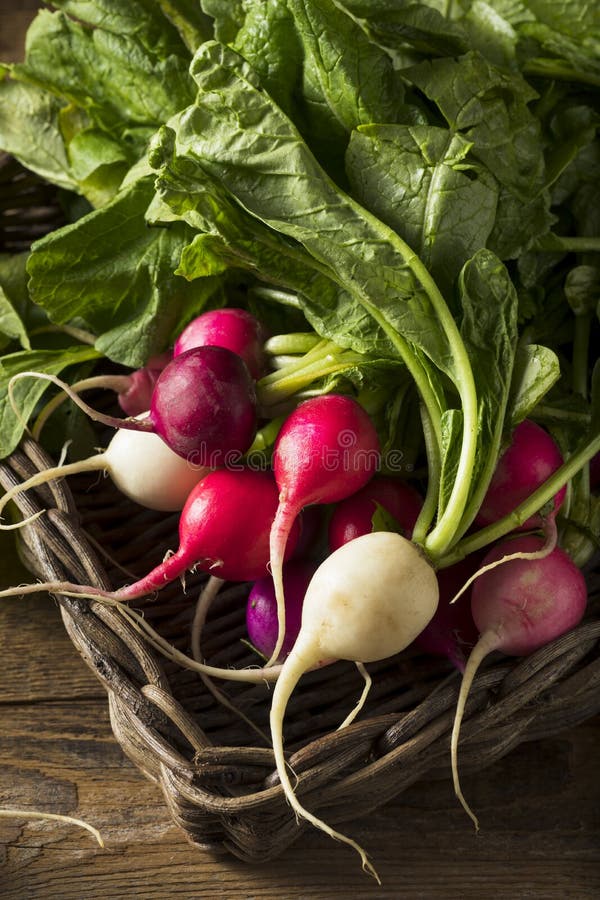Raw Organic Muli Colored Easter Radishes Stock Photo - Image of leaf ...