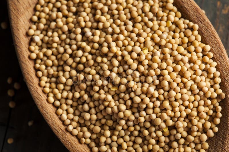 Organic Raw Mustard Greens stock photo. Image of healthy - 42110720