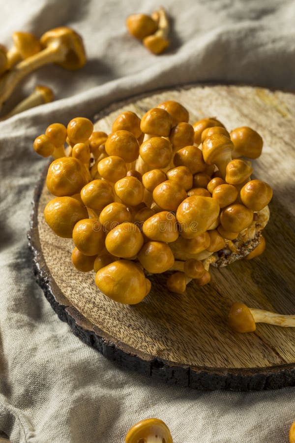 Raw Organic Nameko Mushrooms Stock Image - Image of fungi, food: 132172989