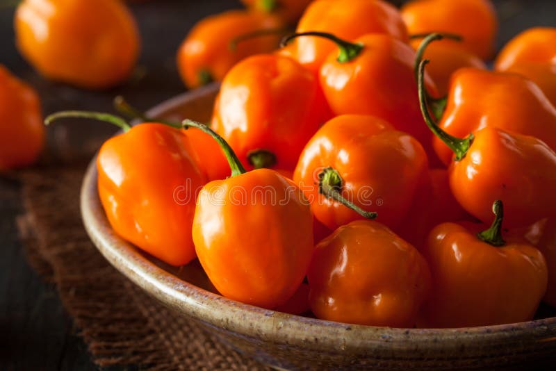 Raw Organic Orange Habanero Peppers Stock Image - Image of ingredient ...