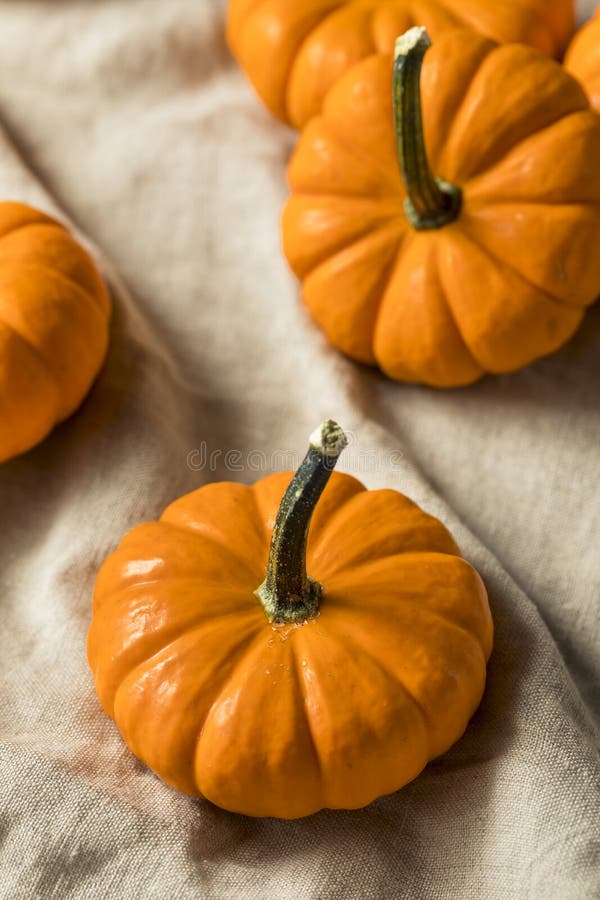 Raw Organic Orange Mini Pumpkins Stock Photo - Image of ripe, gourd ...