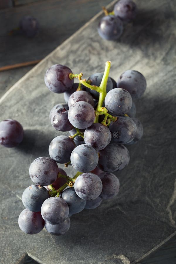 Raw Organic Purple Concord Grapes Stock Photo - Image of natural ...