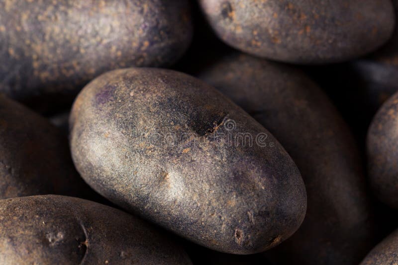 Raw Organic Purple Potatoes Stock Image - Image of maroon, purple: 74388509