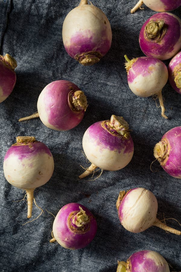 Raw Organic Purple Turnips stock photo. Image of cooking - 162598022