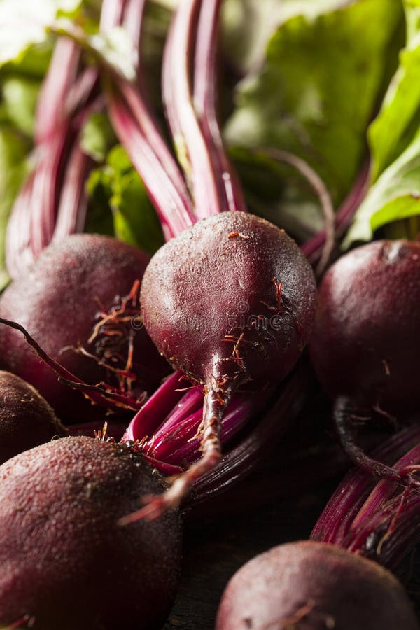 Raw Organic Red Beets stock photo. Image of nutritious - 44241156