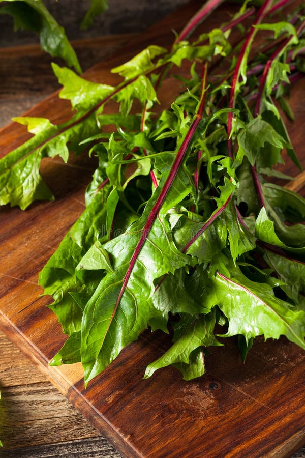 Raw Organic Red Dandelion Greens Stock Photo - Image of natural ...