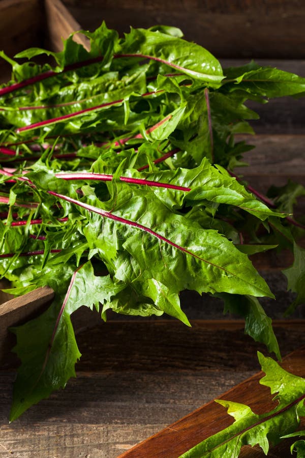 Raw Organic Red Dandelion Greens Stock Photo - Image of ingredients ...