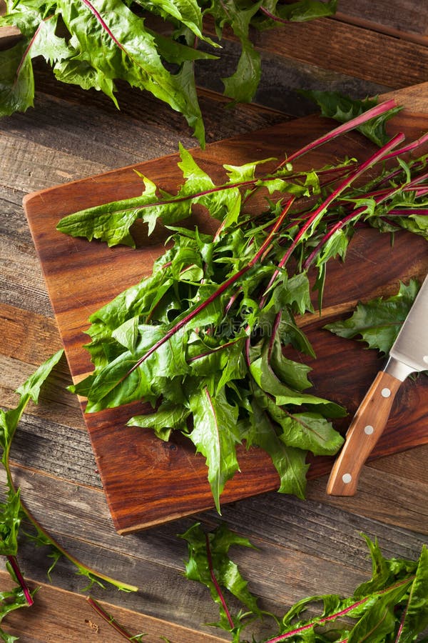Raw Organic Red Dandelion Greens Stock Photo - Image of flower, health ...