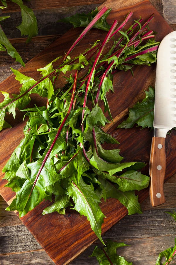 Raw Organic Red Dandelion Greens Stock Image - Image of dandelions ...