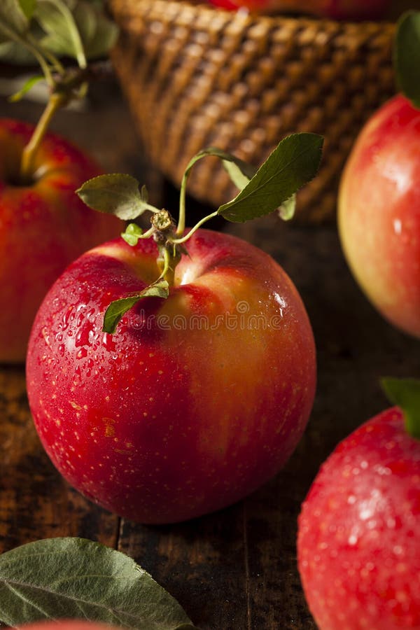 Raw Organic Red Gala Apples Stock Photo - Image of ripe, fresh: 44604332