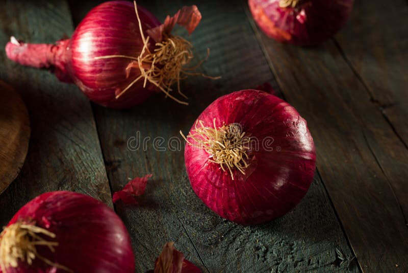 Raw Organic Red Onions stock photo. Image of harvest - 55618458