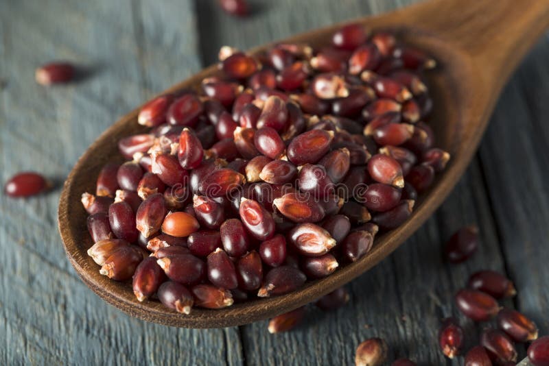 Raw Organic Ruby Red Pop Corn Stock Image - Image of decorative ...