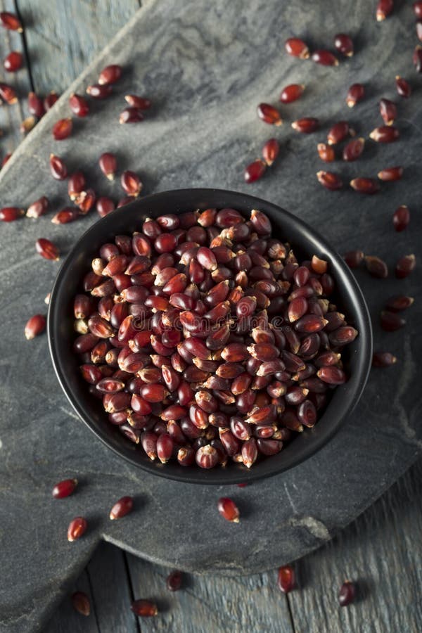 Raw Organic Ruby Red Pop Corn Stock Image - Image of nature ...