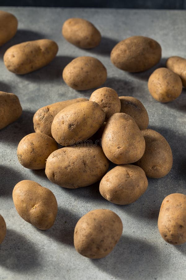 Raw Organic Russet Potatoes Stock Photo - Image of brown, autumn: 244353122