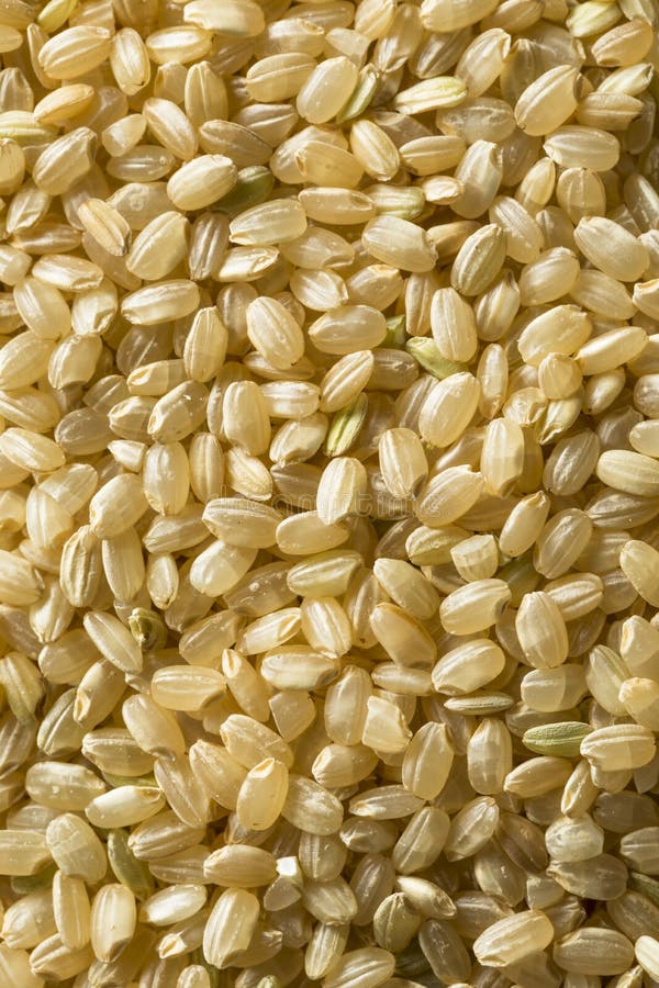 Raw Organic Short Grain Brown Rice Stock Photo - Image of uncooked ...