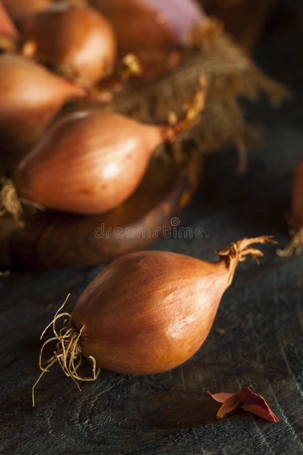Raw Organic Spicy Shallots stock photo. Image of group - 55828962