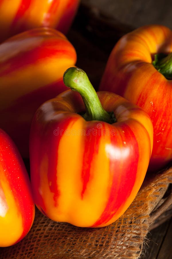 Raw Organic Striped Red Bell Pepper Stock Image - Image of gourmet ...