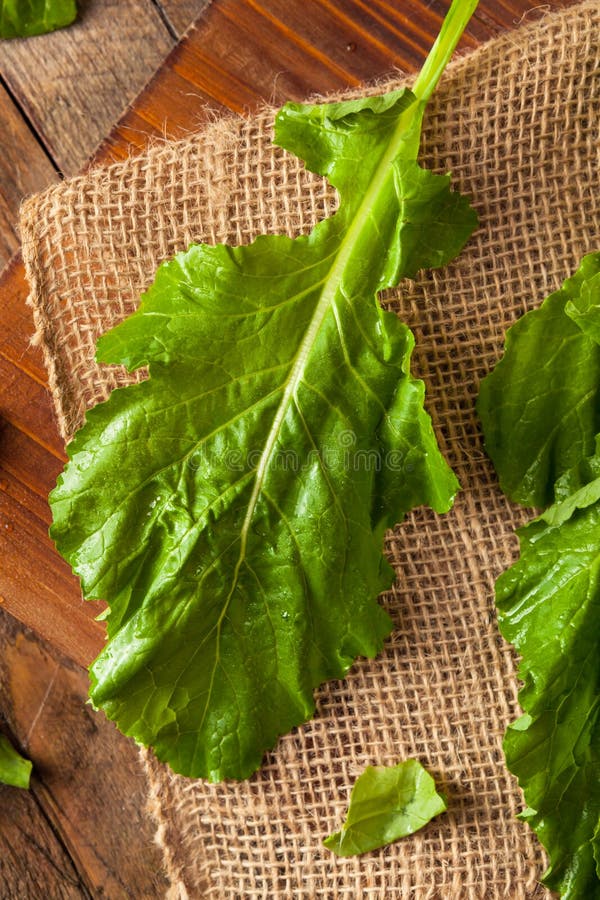 Raw Organic Turnip Greens stock image. Image of italian - 69228459