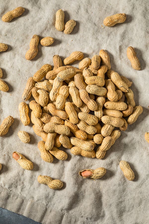 Raw Organic Unpeeled Peanuts in the Shell Stock Photo - Image of ...