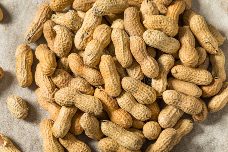 Raw Organic Unpeeled Peanuts in the Shell Stock Photo - Image of ...