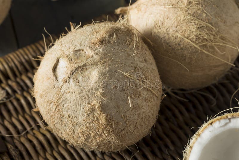 Raw Organic White Coconuts stock image. Image of ingredient - 97808729