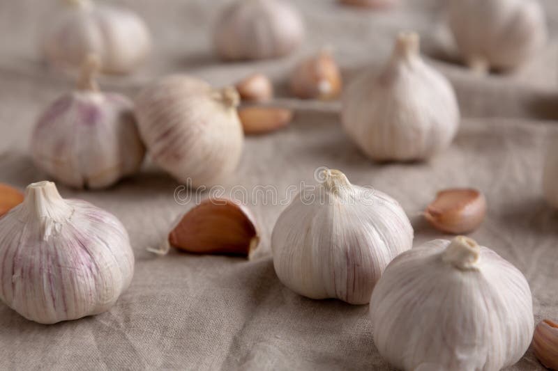 Raw Organic White Garlic Bulbs on a Cloth, Side View. Close-up Stock ...