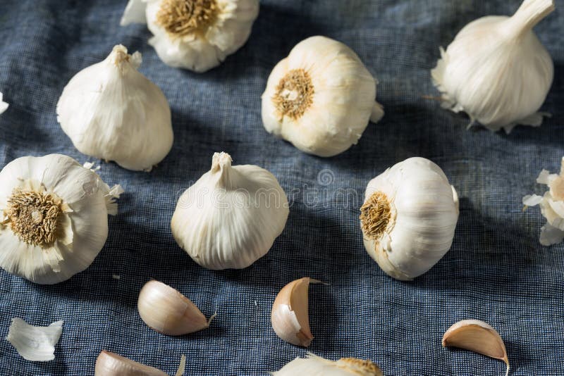 Raw Organic White Garlic stock photo. Image of garlic - 213096340