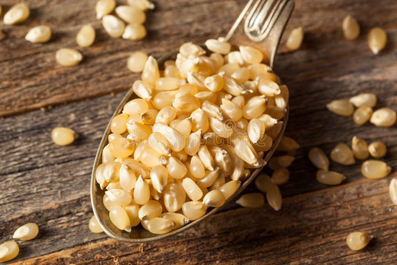 Raw Organic White Popcorn Kernals Stock Image - Image of farm, grain ...