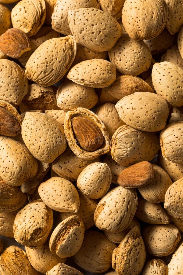 Raw Organic Whole Almonds stock photo. Image of brown - 215005918