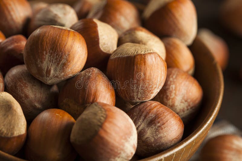 Raw Organic Whole Hazelnuts Stock Image - Image of food, nuts: 45744633