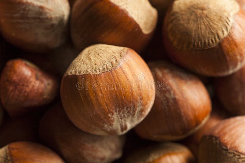 Raw Organic Whole Hazelnuts Stock Image - Image of shell, gourmet: 45744669