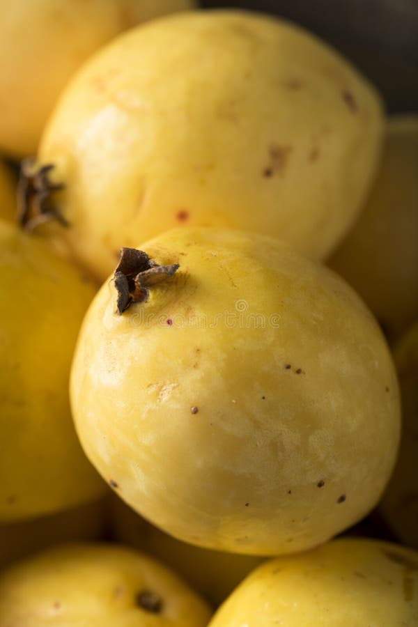 Raw Organic Yellow Guava Fruit Stock Image - Image of healthy, edible ...