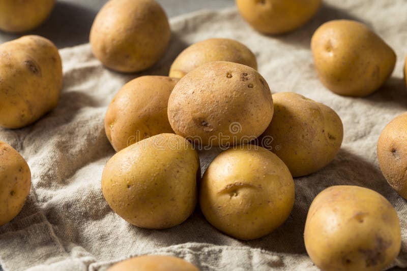 Raw Organic Yellow Potatoes Stock Photo - Image of diet, vegetarian ...