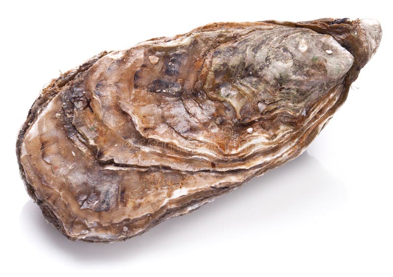 Oyster Shell Background Stock Photos - Download 10,873 Royalty Free Photos