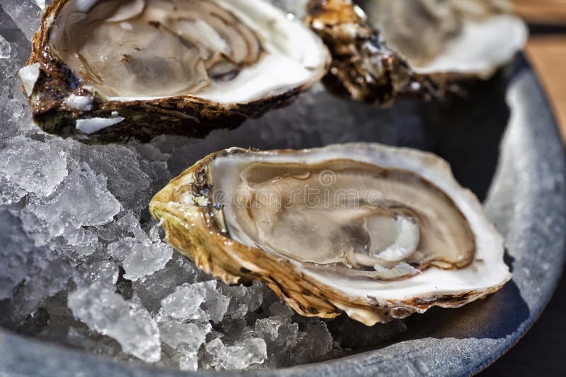 Raw Oysters stock image. Image of cold, bivalve, seafood - 23648419