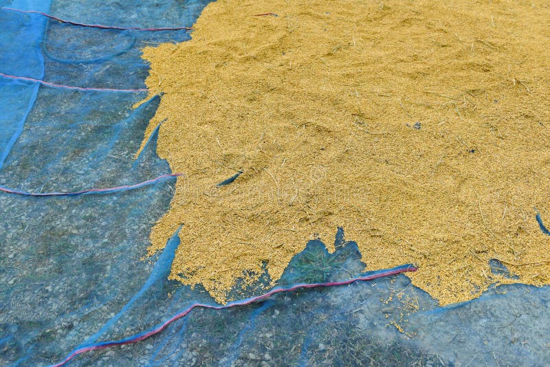 Raw Paddy Dry Rice Seed Grain Dried - Milling Rice Concept Stock Photo ...