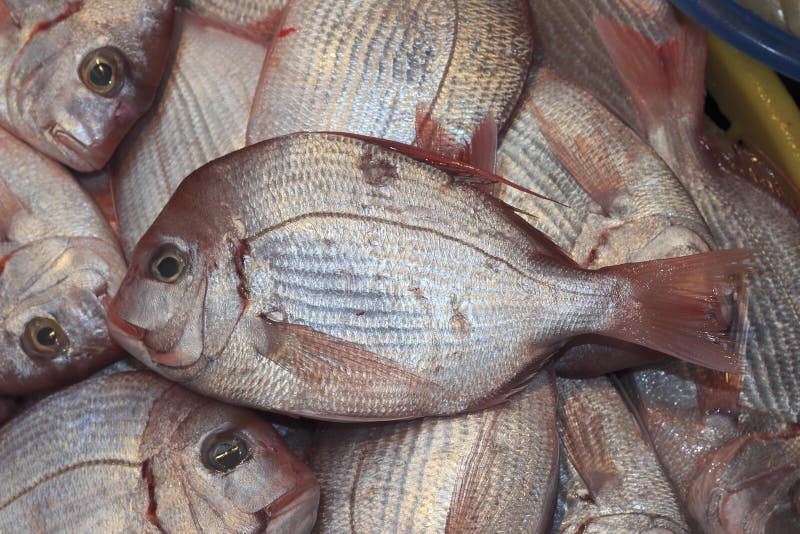 Raw pagellus erythrinus stock image. Image of selling - 29025633