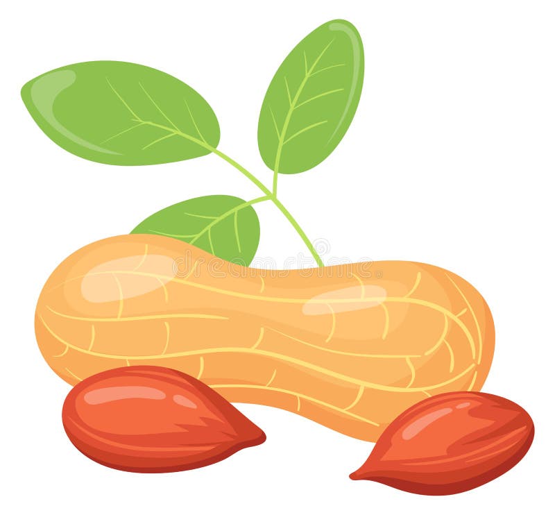 Cartoon Peanut Shell Stock Illustrations – 1,364 Cartoon Peanut Shell ...