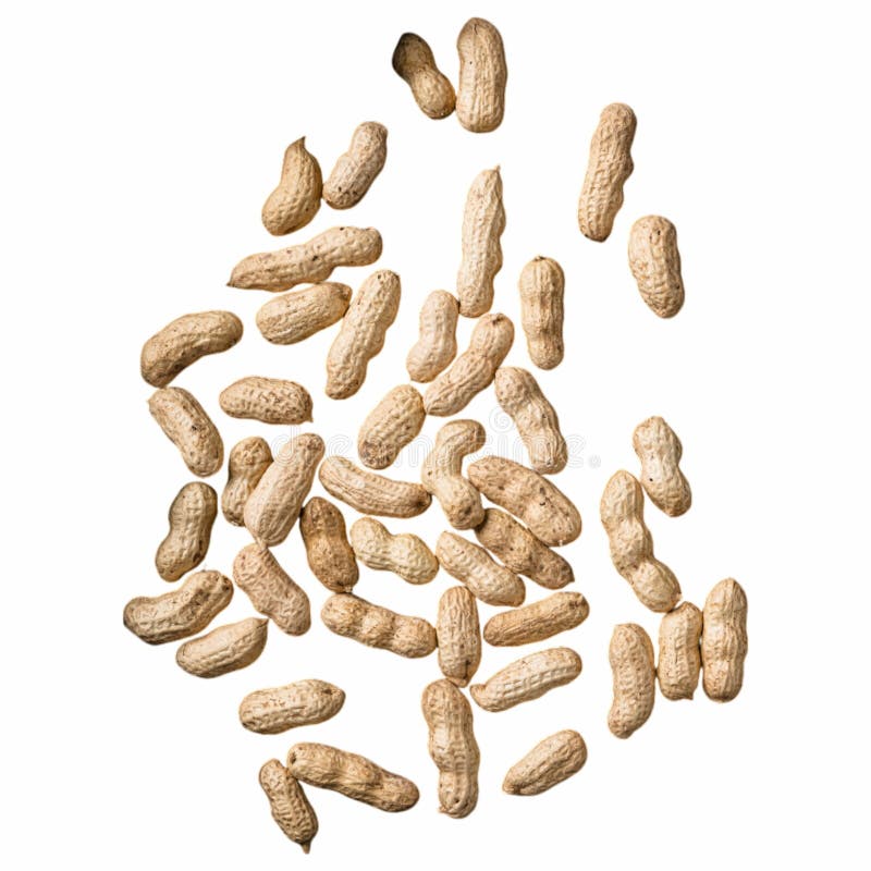 Raw Peanuts are Scattered Individually on a Clean White Background ...