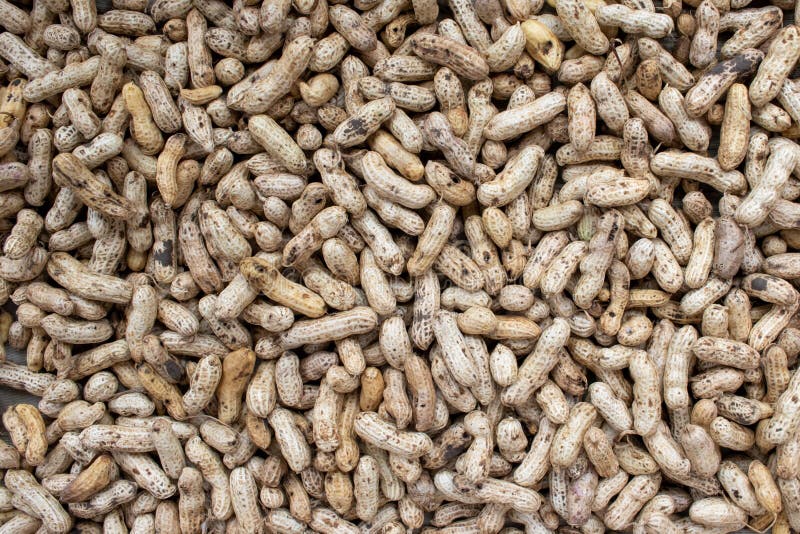 Raw Peanuts in a Shell Texture. Close Up of a Pile of Peanut Pods Stock ...