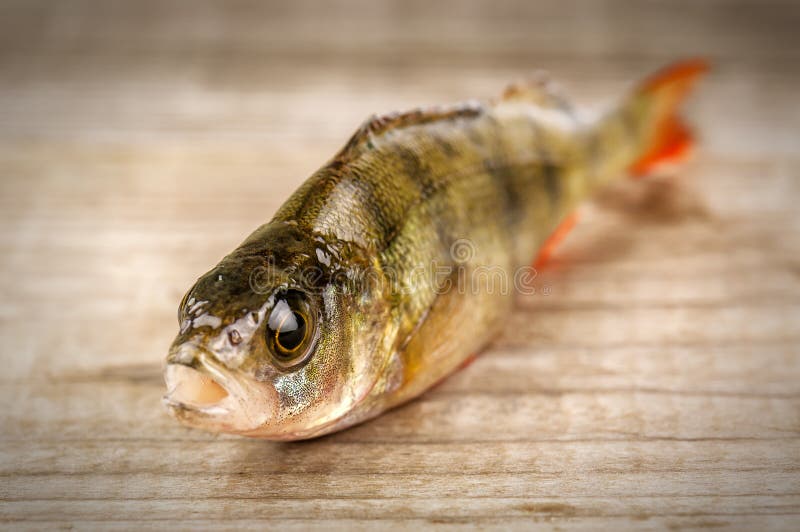 Raw perch fish stock photo. Image of meat, closeup, small - 86678954
